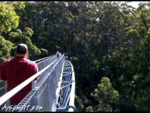 Albany Region's Tree Top Walk - YouTube