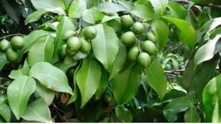 Mamoncillo Tree