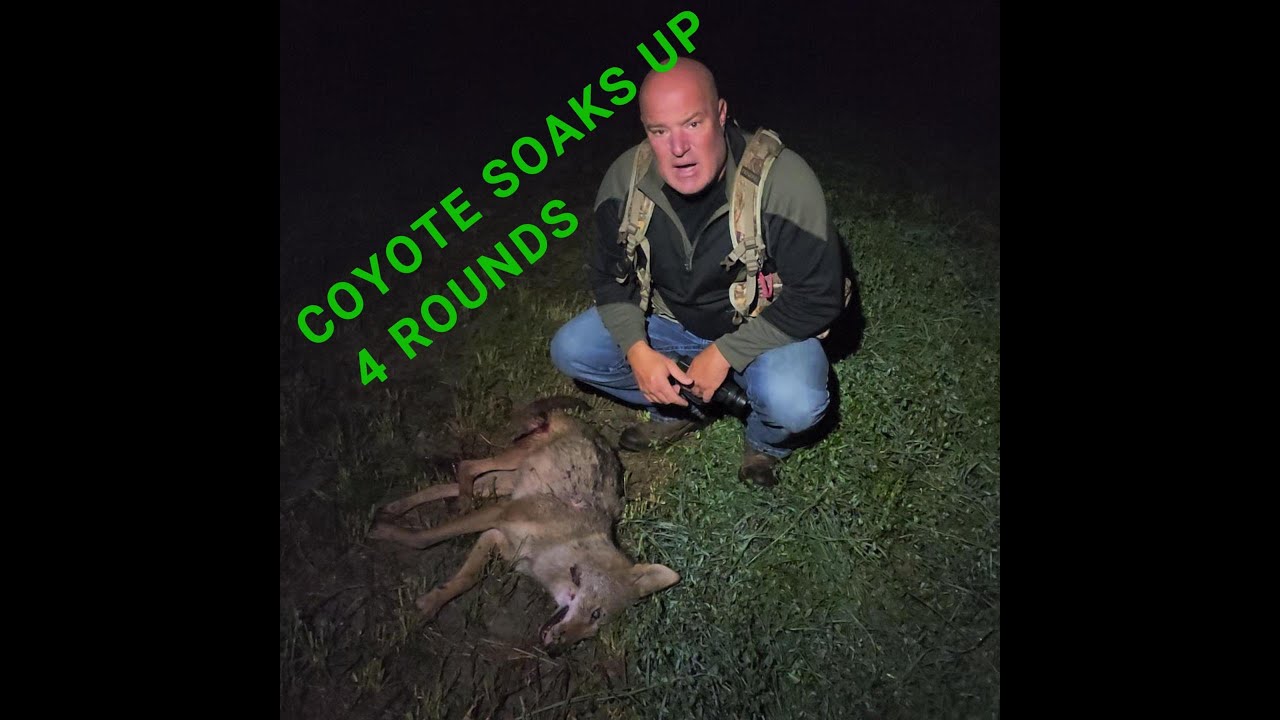 Predator Precision - Coyote Hunting in the summer - YouTube