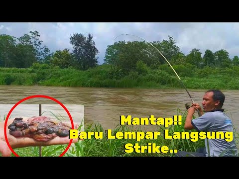 MANCING PAS BANJIR AIR KERUH KLO PAKE UMPAN INI JAMINAN STRIKE - YouTube