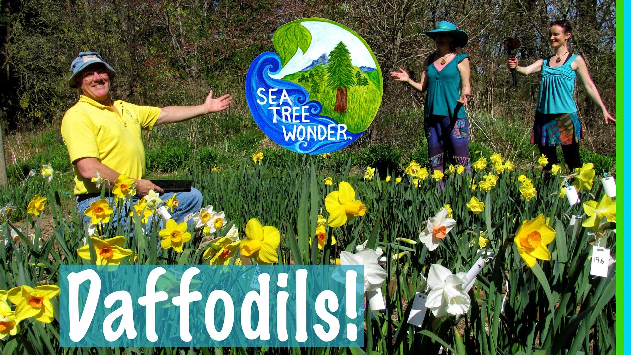 DAFFODILS: A Story of Wonder in a Creative World of Spring Flowers ...