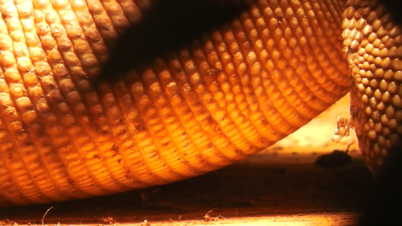 Reptile heartbeat close-up - YouTube