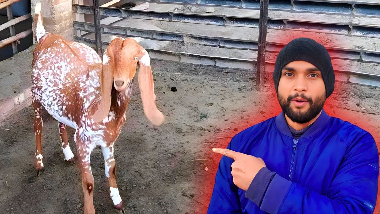 Bakra Balloon Ban Gea 😮 - YouTube