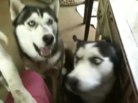 Three whining huskies - YouTube