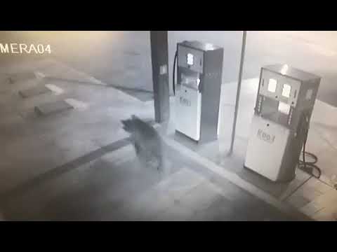 ΑΡΚΟΥΔΑ ΜΕΣΑ ΣΕ ΒΕΝΖΙΝΑΔΙΚΟ ΔΙΠΛΑ ΣΤΟ ΓΥΜΝΑΣΙΟ ΕΜΠΟΡΙΟΥ ΤΟΥ ΕΟΡΔΑΙΑΣ ...