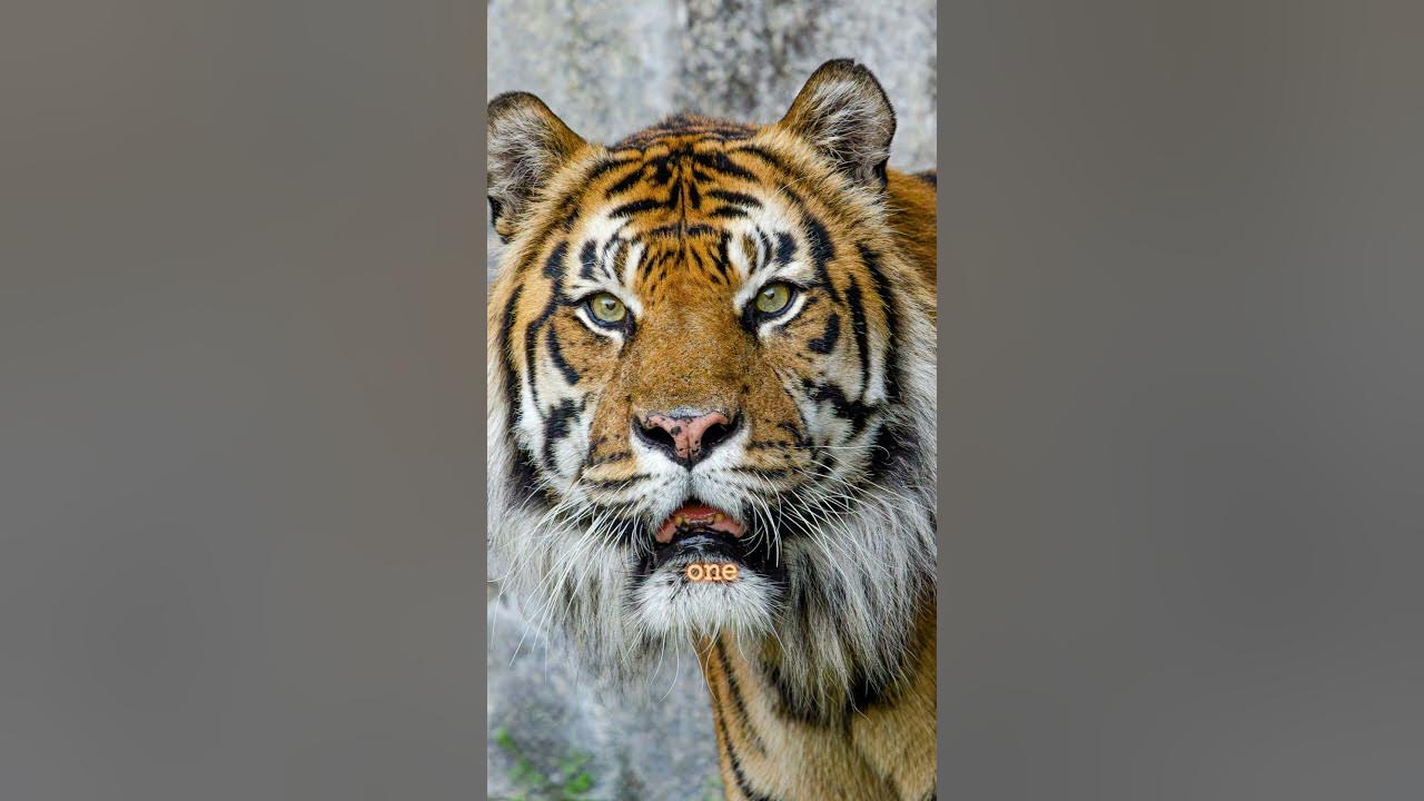 Majestic Hunters: The World of Tigers - YouTube