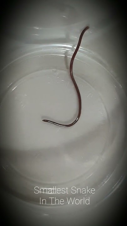 Smallest Snake In The World - YouTube