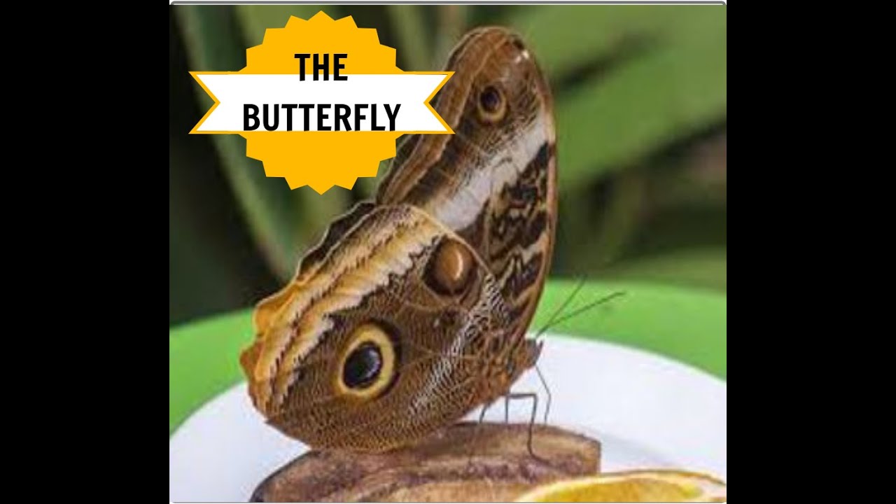 ENGLISH THROUGH STORIES; THE BUTTERFLY - YouTube