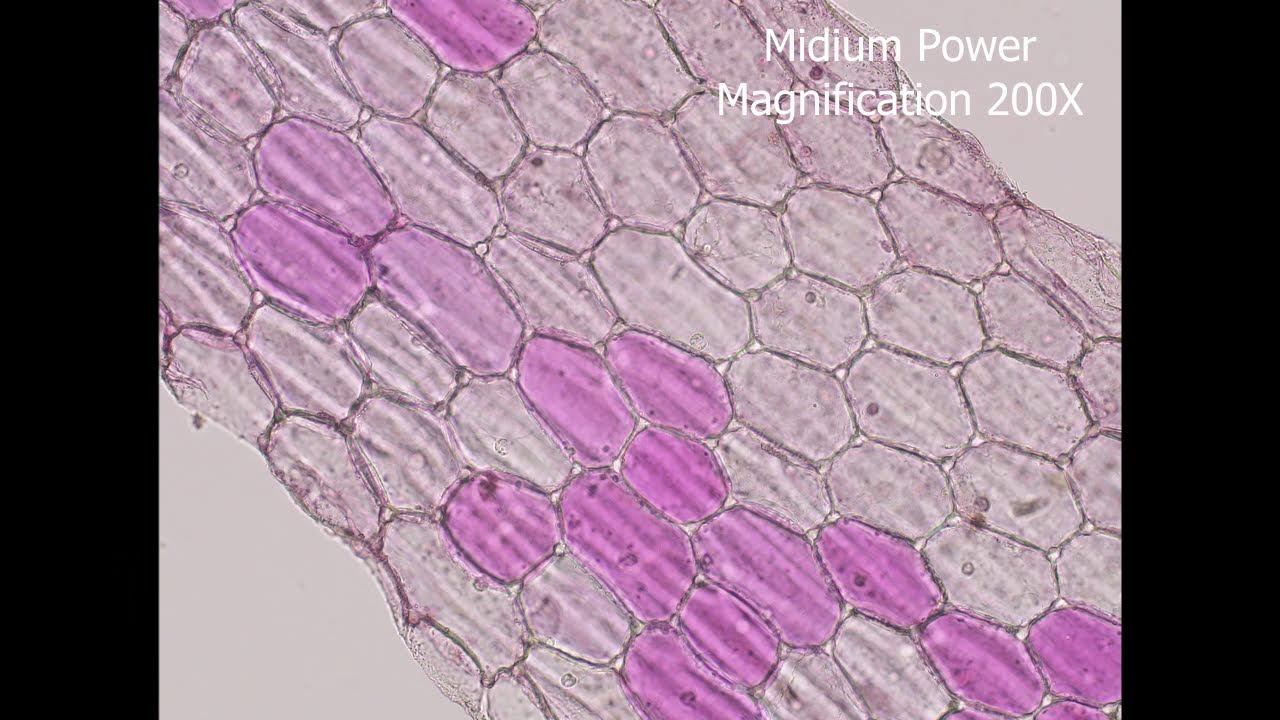 Moses-in-the-cradle/Rhoeo (Tradescantia spathacea) Epidermal Cells ...