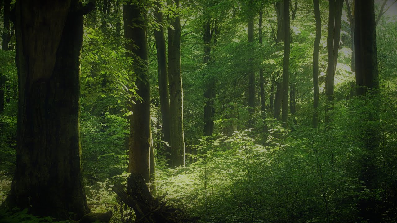 🌳 Relaxing Nature Sound Atmospheres, Bird Song, Forest Sounds For ...