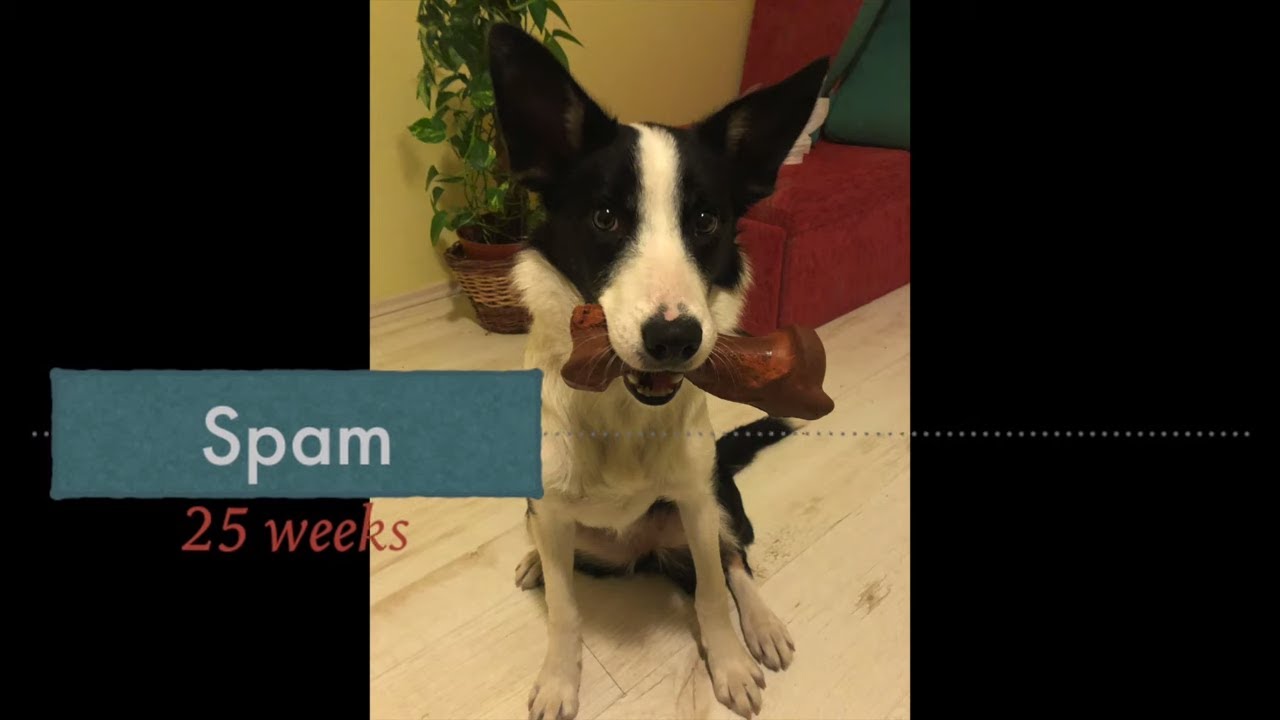 Puppy learning to hold! Spam 25 weeks - YouTube