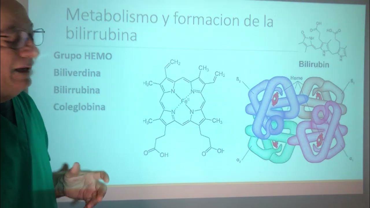 Tríada Portal. Vesícula Biliar y vías biliares. La Bilis. Ampolla y esfinter de Oddi. - YouTube