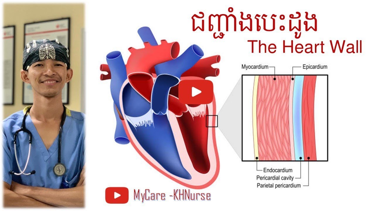 AP2: The Heart Wall - ជញ្ជាំងបេះដូង (ស្រោមបេះដូង) - YouTube