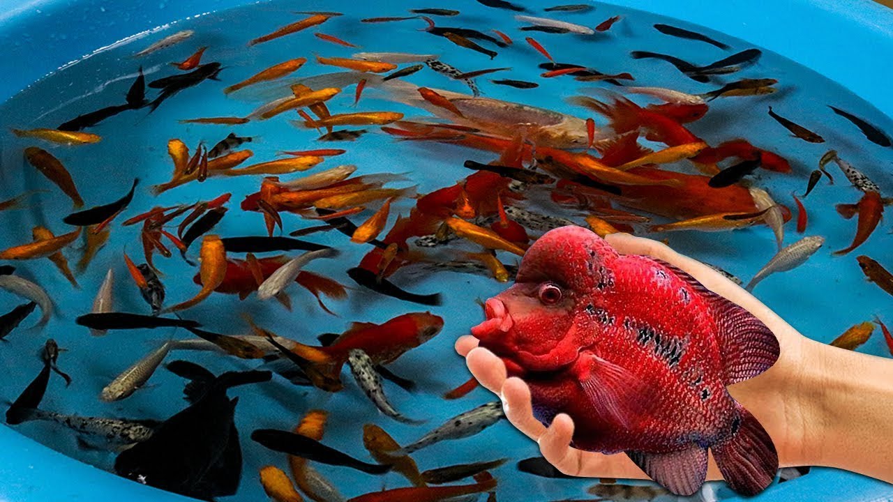 Cute Baby Ranchu Goldfish Molly Ping Pong Angelfish Ram Cichlid Koi ...