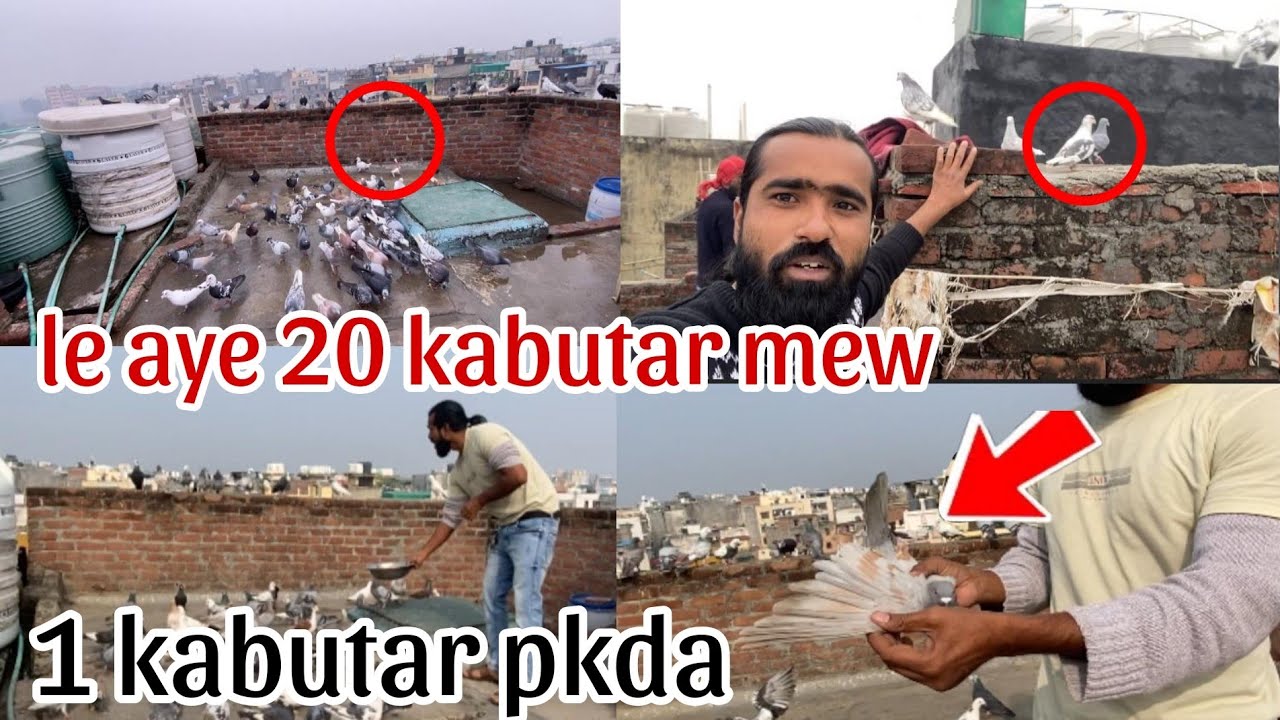 Le aye new 20 kabutar. 1 kabutar pkda. 🥰🥰 Zabardast shok kabutaro ka ...