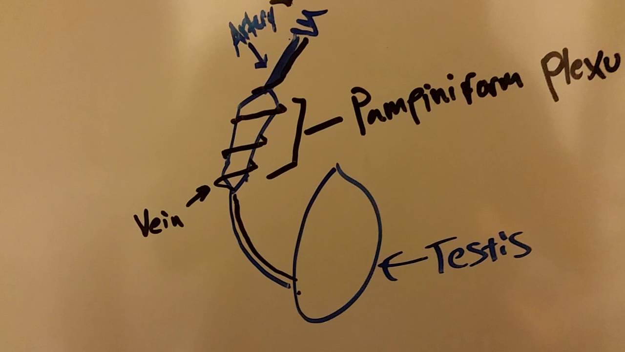 Pampiniform Plexus! BioAP1100 - YouTube