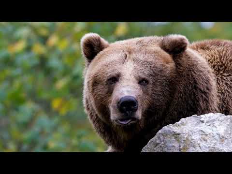 Majestic Grizzly Bear Up Close 🐻✨