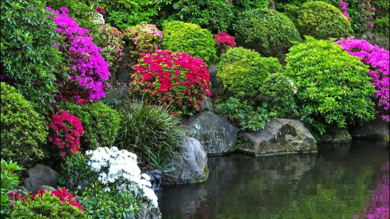 Free Flower Videos, Flowers Garden Stock Video Footage - YouTube