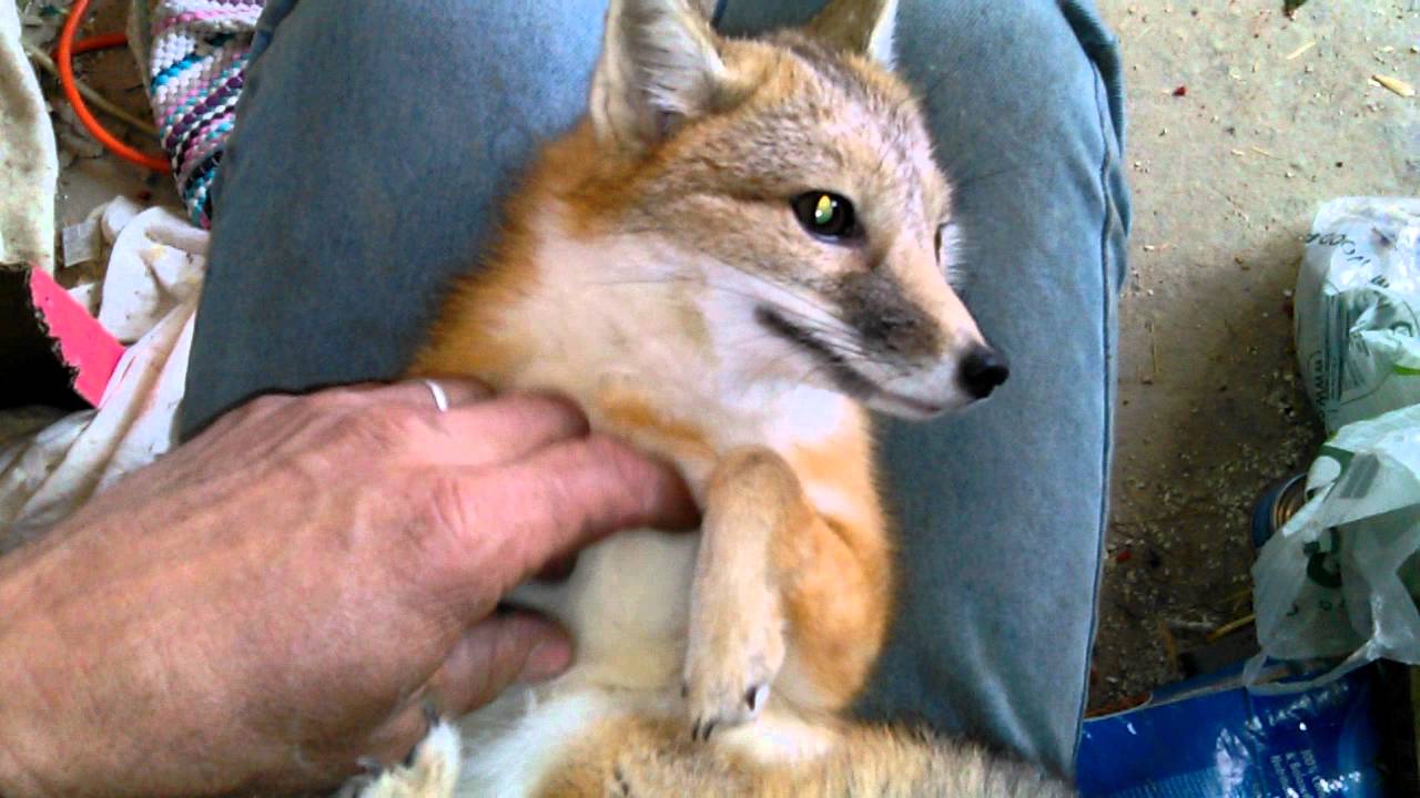 Swift Fox Pet
