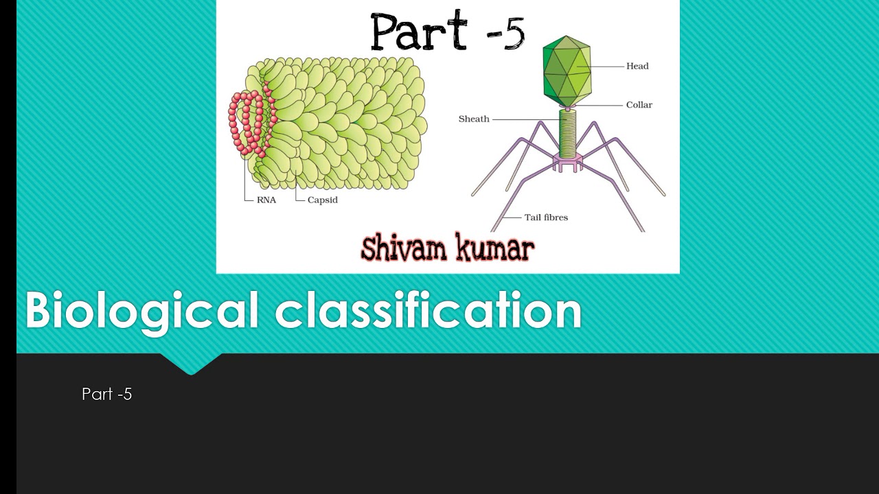 Class 11 Chater 2 Biological Classification Part 5 YouTube class-11-chater-2-biological-classification-part-5-youtube