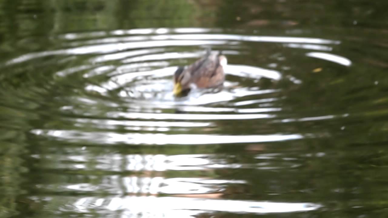 DUCK Face Plant - YouTube