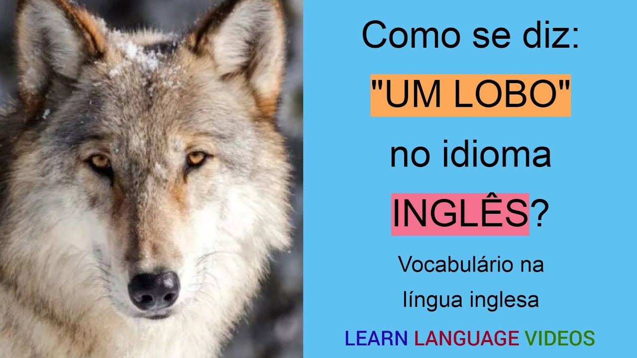 Como se diz: "UM LOBO" no idioma INGLÊS? | Educação | Língua inglesa ...