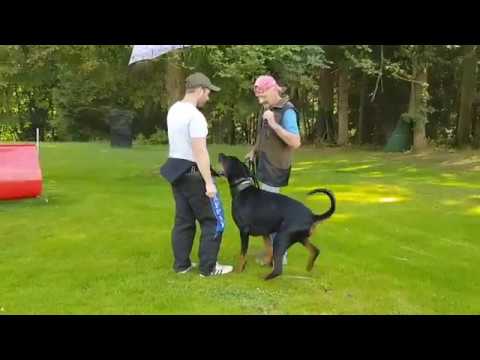 Doberman eğitimi nasıl verilir - Köpek eğitimi - Von Doberman Channel