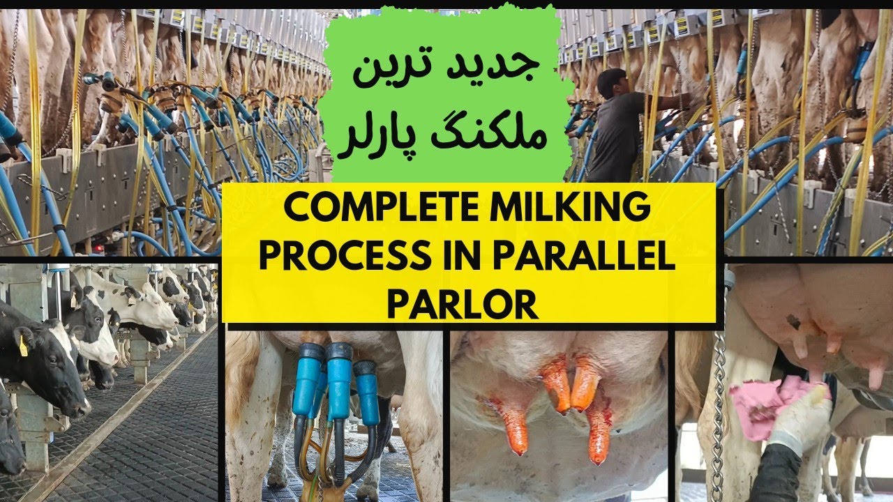 Complete Milking Process in Dairy Cows | Parallel Milking Parlor | Vet ...