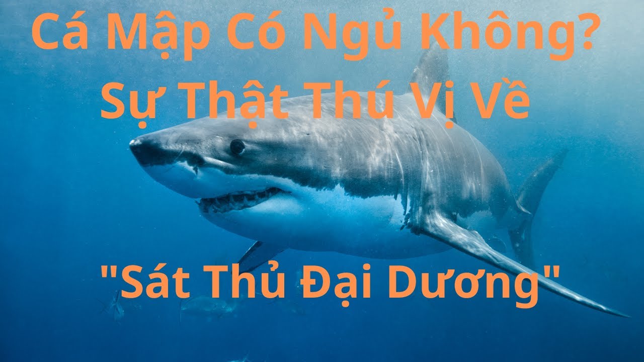 🦈. Cá Mập Có Ngủ Không? Sự Thật Thú Vị Về Sát Thủ Đại Dương! - YouTube