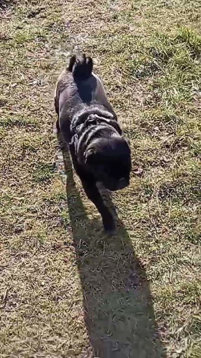 Gage auf der Wiese - YouTube