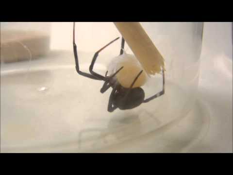 black widow laying egg