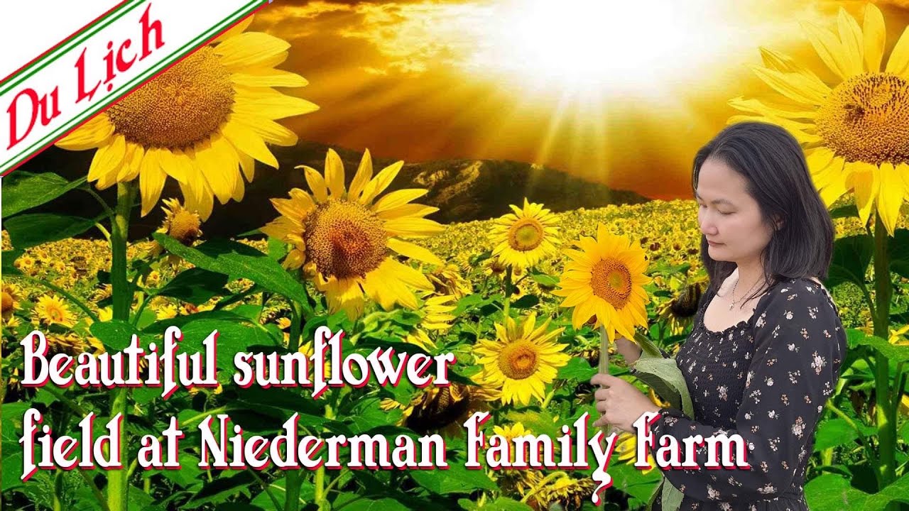 Travel Cincinnati Ohio-Visit Sun Flower Field at Niederman Family Farm ...