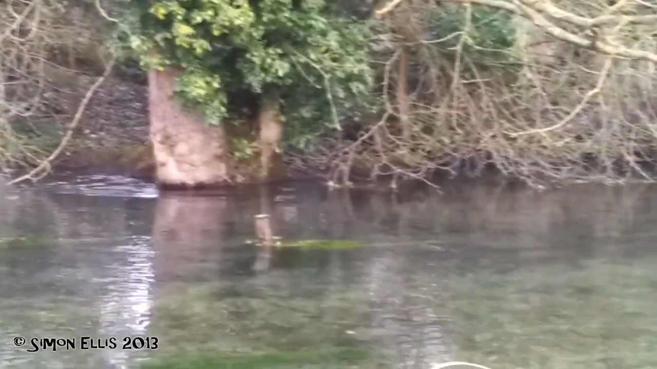 Otter Stew - YouTube