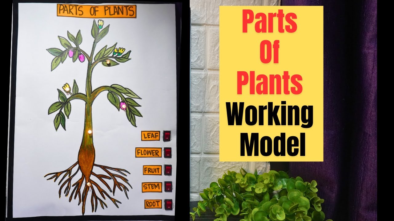 Parts of plants working model | Different parts of a plant model ...