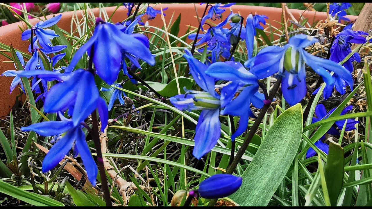 Blue Scilla Spring Flowers Names Spring Squill (Scilla Verna) Flowers