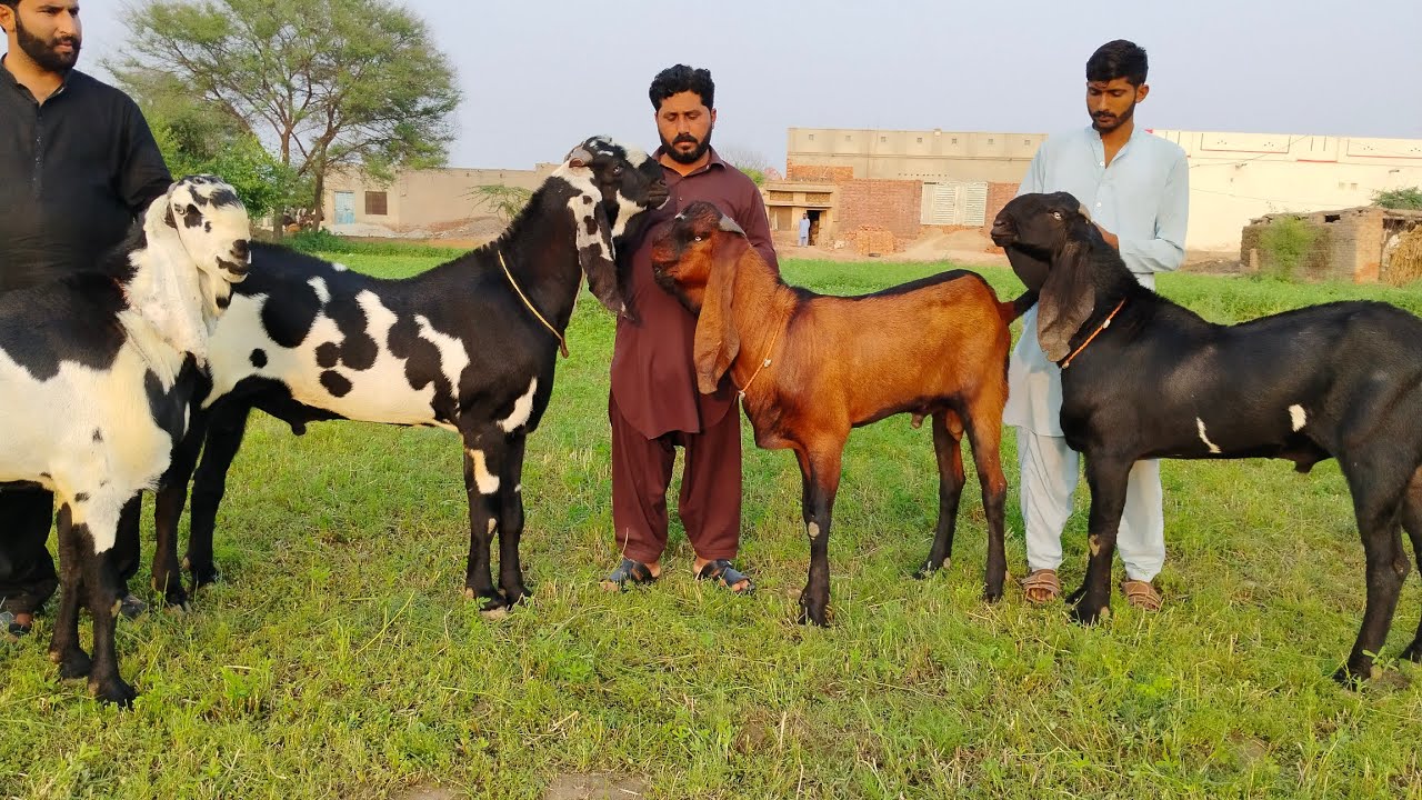 mashallah Ali Farman bhai ki bahut amritsari bhitar bakriyan Zafar Bakra TV - YouTube