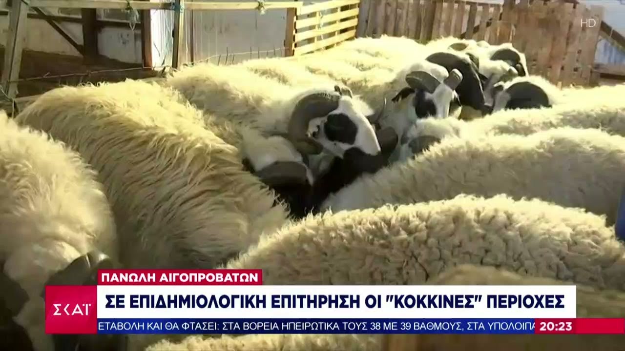 Πανώλη αιγοπροβάτων: Σε επιδημιολογική επιτήρηση οι «κόκκινες» περιοχές ...
