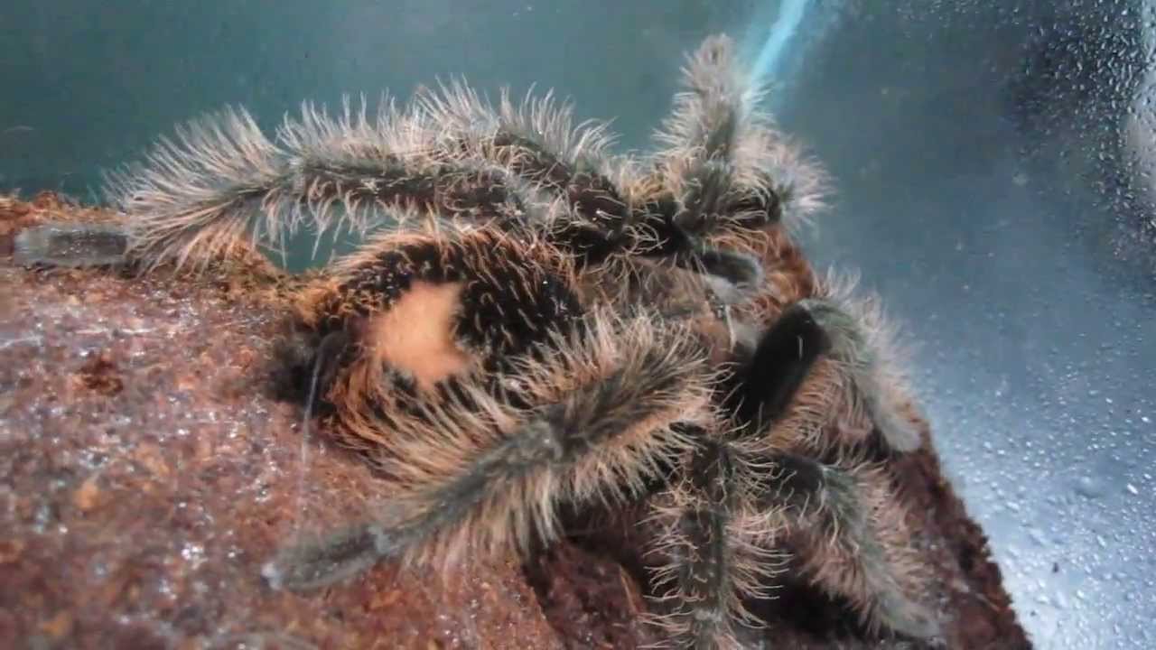 B. Albopilosum - Curly Hair Tarantula Feeding - YouTube