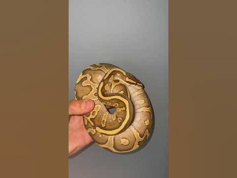 Lesser leopard ball python #shorts - YouTube