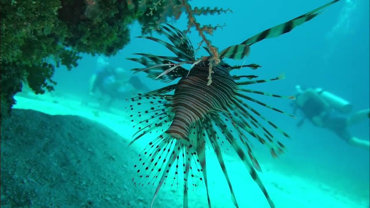 Diving in Montego Bay (Dressel Divers) and Negril. - YouTube