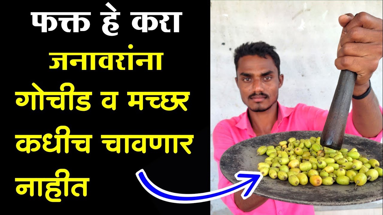 जनावरांना गोचीड डास व मच्छर कधीच चावणार नाहीत | gochid macharsathi ...