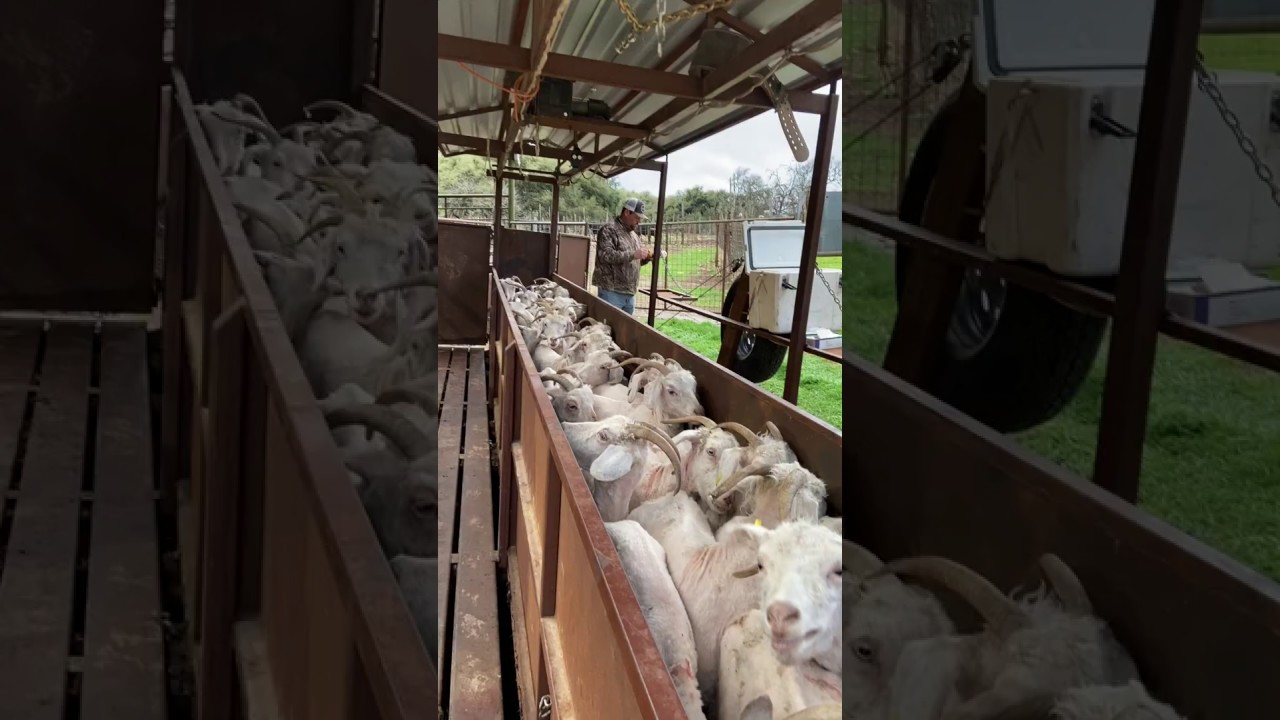 Automated Chute to Safely Handle Goats - YouTube