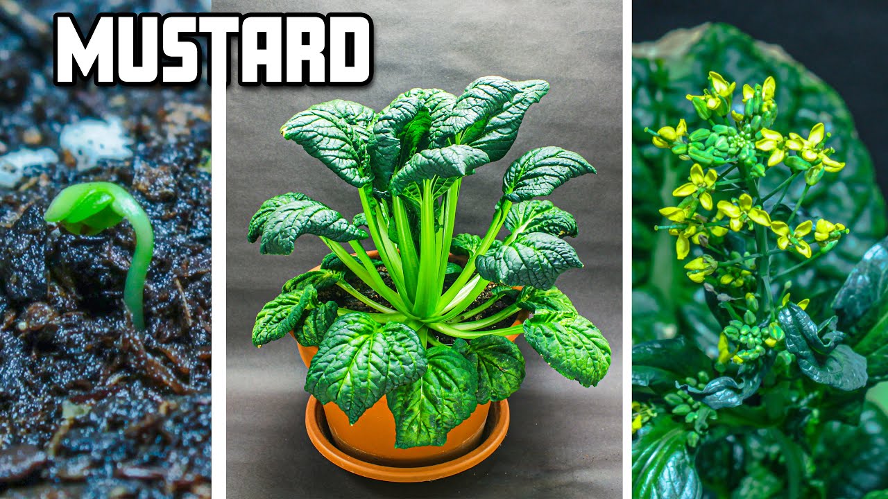 Mustard Greens Growing Time Lapse - Seed to Flower (103 Days) - YouTube