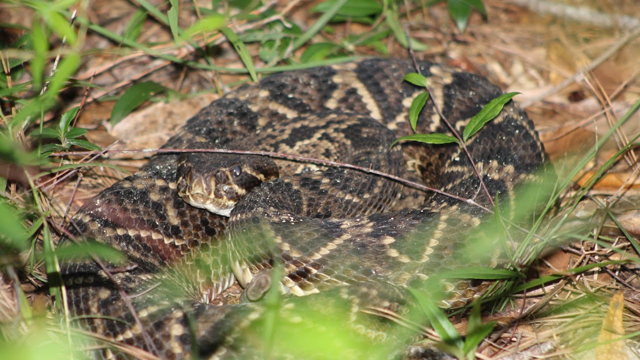 Snakes 🐍 🐍 - YouTube