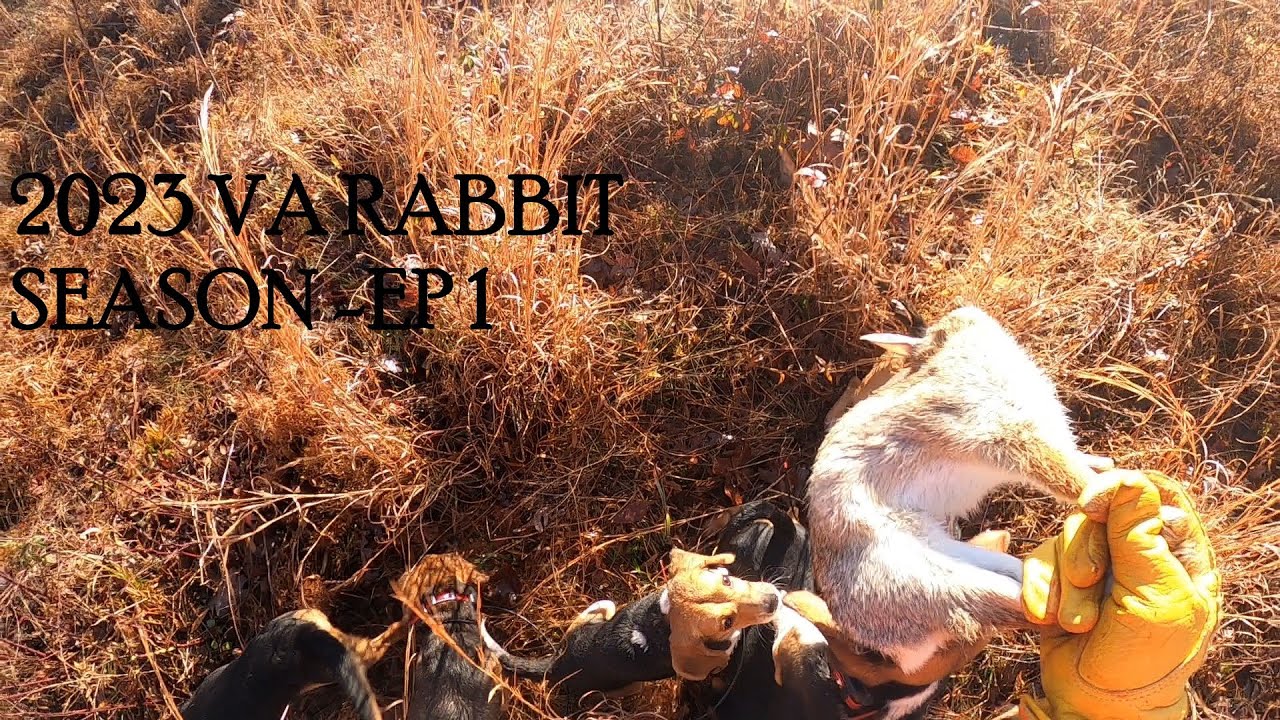 2023 VA RABBIT SEASON-EP 1-FIRST VIRGINIA RABBIT HUNT OF THE YEAR-SHOTS ...