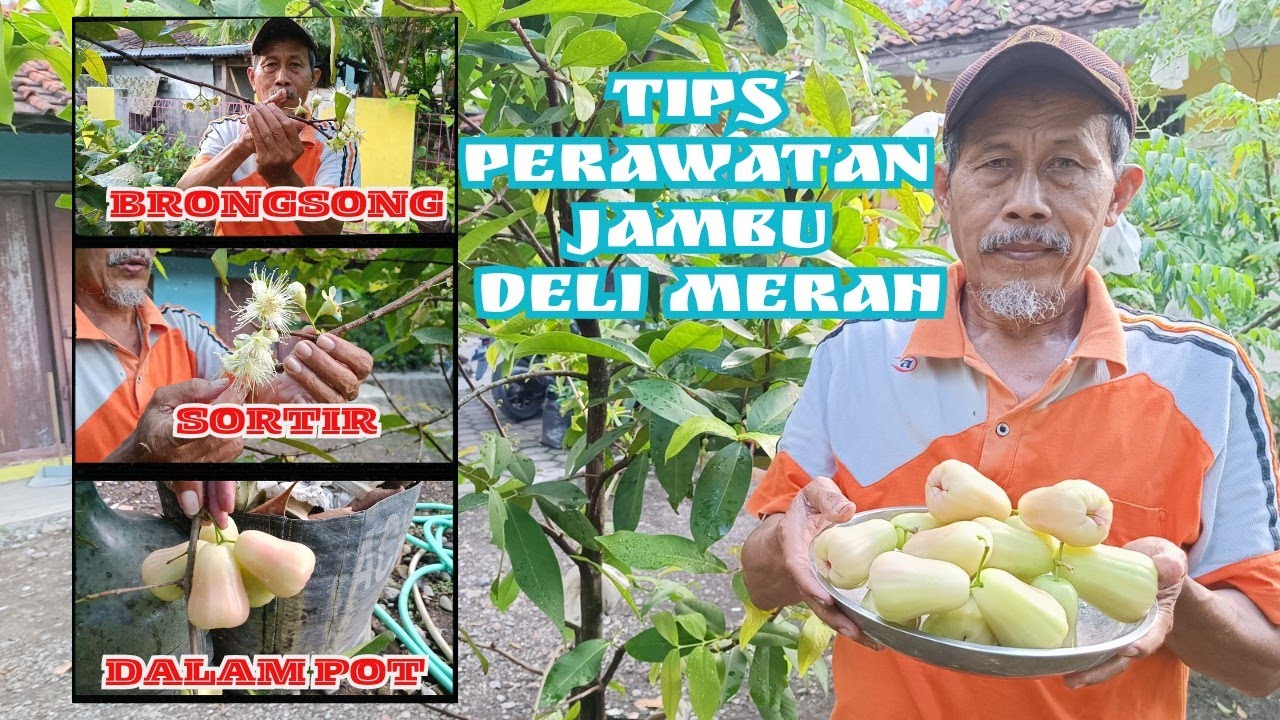 PANEN DAN PERAWATAN JAMBU DELI MERAH - Rochmani Mudi #tabulampot #jambu ...