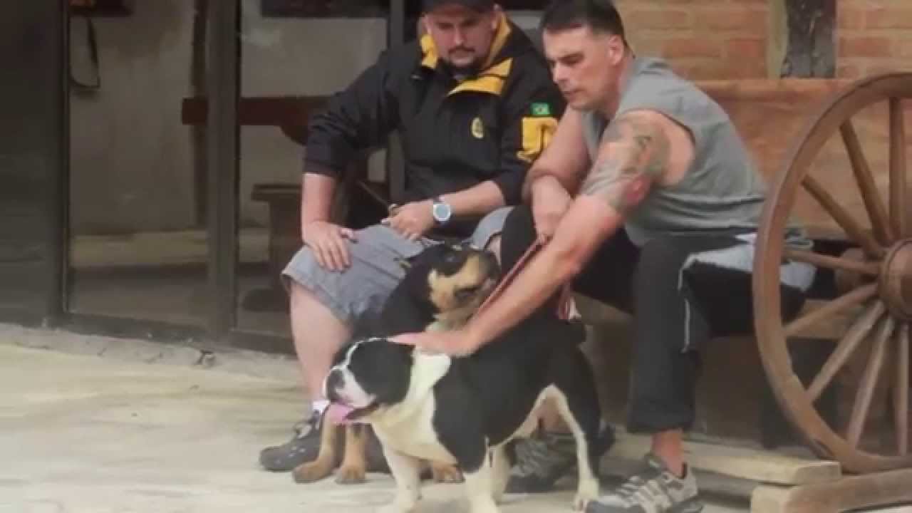 American Bully Gottyline Dax Pax USA Brasil Extreme Pitbull Amichetti ...
