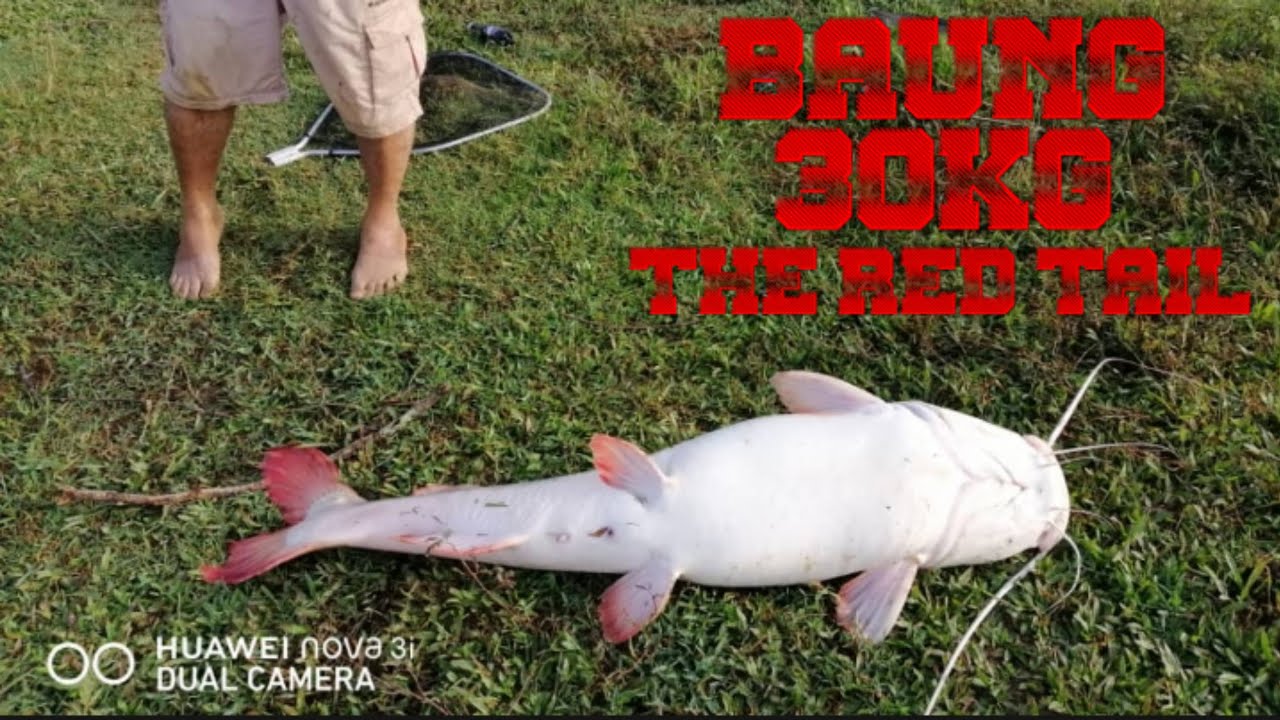 BAUNG 30KG THE RED TAIL - YouTube