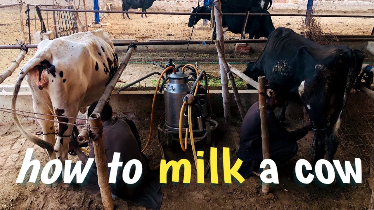 How to milk a cow || @DairyAussie - YouTube