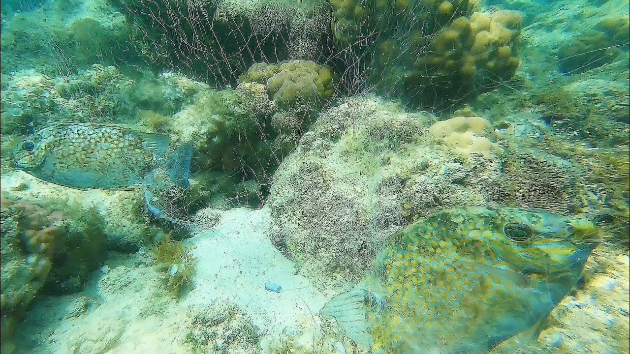 Net fishing sa malinaw na dagat | Part - 2 - YouTube
